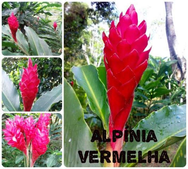 Alpinea Purpurata - Minas Gramados - Alpinea Purpurata BH